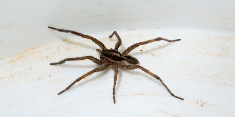 Are Spiders Dangerous in Maine? The Truth About Bites and Infestations ...